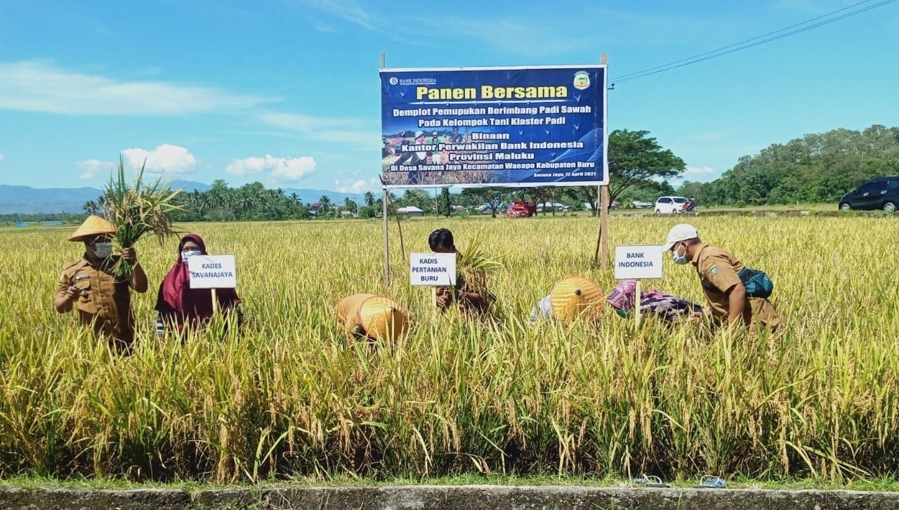 Produksi Gabah Kering di Buru Capai 20,8 Ton Per Hektare – porostimur.com